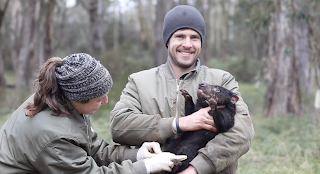 First Tassie Devil Joeys Born in Breeding Program This Year, As Snow ...