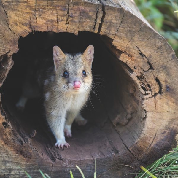 First Baby Quolls Born in the Barrington Tops in 60 Years - 2NURFM